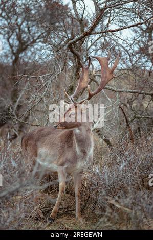 Clean photo of a dear in front of horizon in the nature of the ...