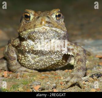 Cane Toad Closeup Stock Photo - Alamy