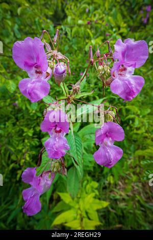 Impatiens glandulifera, Himalayan balsam, is a large annual plant ...