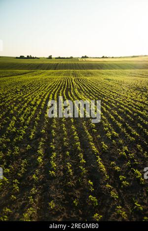 A field of young soybean shoots. Rows of soy plants on an agricultural ...