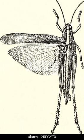 . An ecological study of prairie and forest invertebrates Stock Photo ...