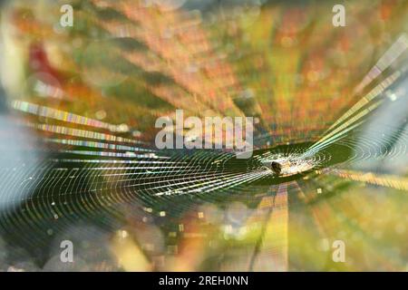 Spider in the web in the backlight. The web shimmers with all the ...