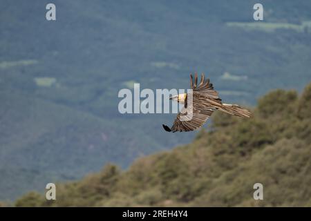 Bearded vulture (Gypaetus barbatus), also known as the lammergeier or ...