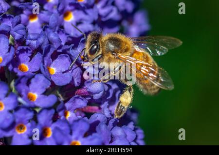 Brighton, July 20th 2023: A European Honey Bee on a buddleia plant ...
