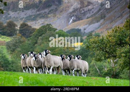 Flock of Swaledale ewes in the Lake District, Cumbria, UK Stock Photo ...