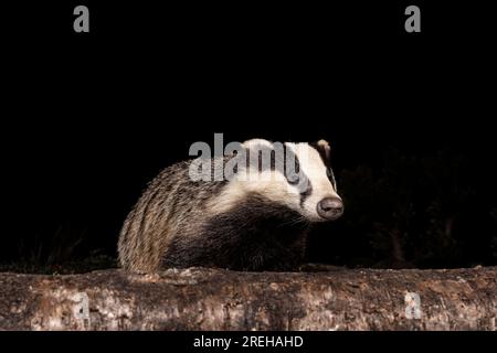 Badger behind a log Stock Photo - Alamy