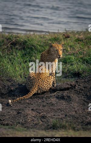 Female leopard sitting looking back over her shoulder with tail ...