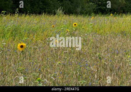Nature-inclusive agriculture, a flowery rye field with all kinds of ...