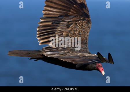 Turkey vulture (Cathartes aura), Yaquina Head Outstanding Natural Area ...