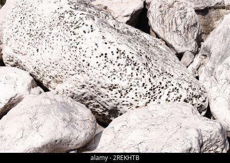 Basalt stone background - vesicular volcanic rock texture Stock Photo ...