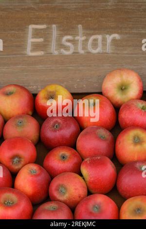 Organic Elstar apples Stock Photo - Alamy