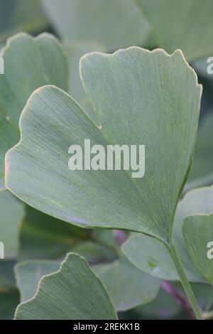 Ginkgo fanleaf tree (Ginkgo biloba Stock Photo - Alamy
