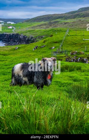 Faroe Island Sheeps Stock Photo - Alamy