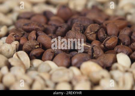 (Coffea arabica), Kopi Luwak, raw and roasted, coffee bean, green ...