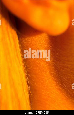 Ear, mole behind the ear, right Stock Photo - Alamy