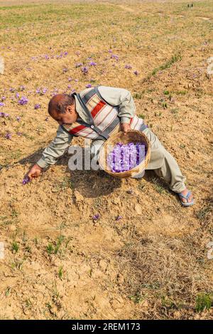 Chanda Haro, Pampore, Jammu and Kashmir, India. October 29, 2022 ...