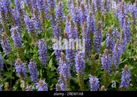 Wood betony (Stachys officinalis) Bishop's root Stock Photo - Alamy