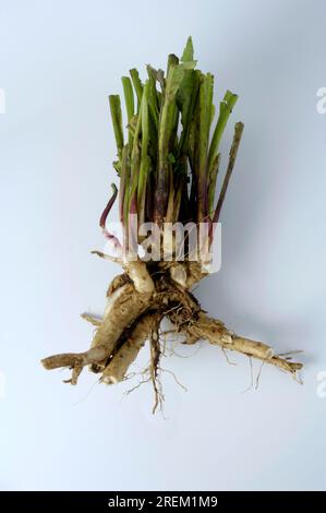 root of the medicinal plant inula on white background Stock Photo - Alamy