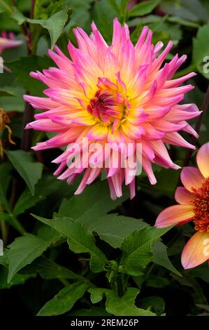 Jewellery dahlia 'BUGA Munich' (Dahlia hybrida), BUGA Munich Stock ...
