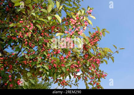 Ornamental apple tree (Malus 'Radiant', Malus Radiant), blooming branch ...