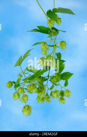 Common hop (Humulus lupulus) 'Tettnanger', beer hops, hop cones Stock ...