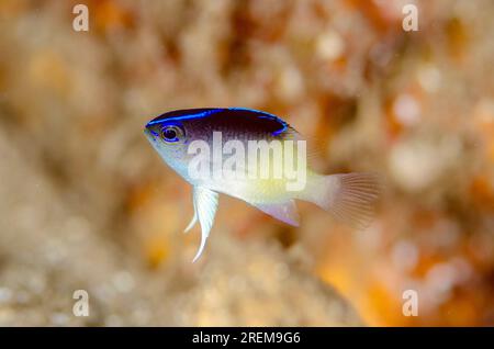 Juvenile Rolland's Damselfish, Chrysiptera rollandi, Jemeluk Bay dive ...