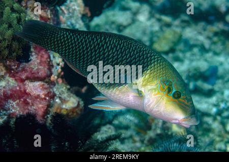 Male Blackeye Thicklip Wrasse, Hemigymnus melapterus, Crystal Lagoon ...