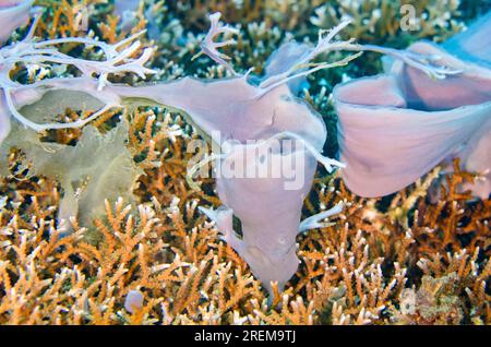 Sponge, Porifera Phylum, Napolean Reef dive site, Pemuteran, Buleleng ...
