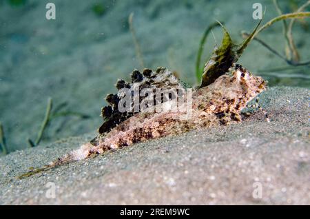 Fingered Dragonet, Dactylopus dactylopus, with filamentous dorsal ...