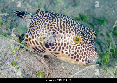 Star Puffer, Arothron stellatus, Puri Jati dive site, Seririt, Buleleng ...