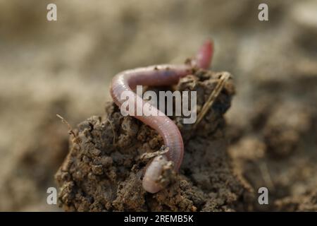 One worm in wet soil, closeup. Terrestrial invertebrates Stock Photo ...