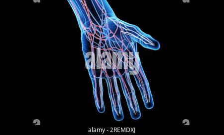 Anatomy of Human Hand and Wrist with Circulatory System Stock Photo - Alamy
