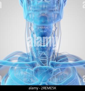 Neck anatomy, illustration Stock Photo - Alamy