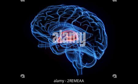 Third brain ventricle, illustration Stock Photo - Alamy