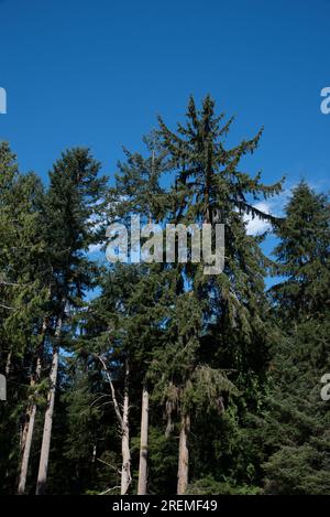 French Beach Park at the southwest park of Vancouver Island is covered ...