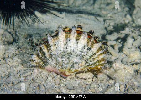 A scallop is a marine bivalve mollusc of the family Pectinidae ...