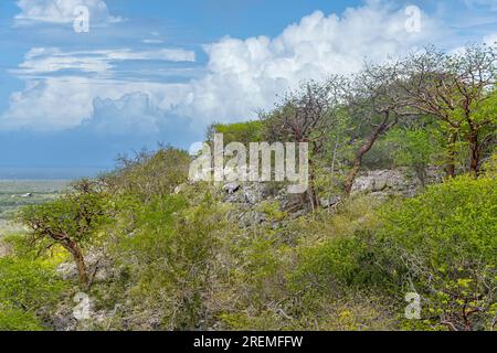 Bursera simaruba tree (Tourist tree, Gumbo-limbo, Copperwood or Chaca ...