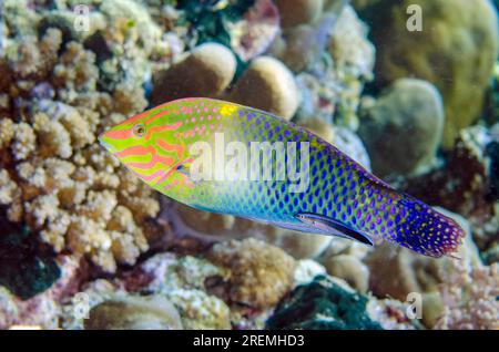 Checkerboard Wrasse, Halichoeres hortulanus, Post dive site, Menjangan ...