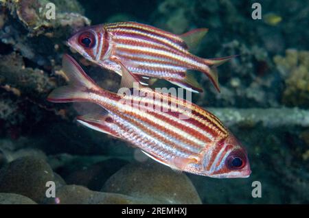 Pair of Redcoat Squirrelfish, Sargocentron rubrum, Bio Rock dive site ...
