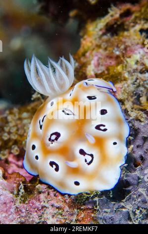 Ocellate Phyllidia Nudibranch, Goniobranchus leopardusa, Underwater ...