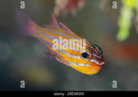 Yellowstriped Cardinalfish, Ostorhinchus cyanosoma, Tasi Tolu dive site ...