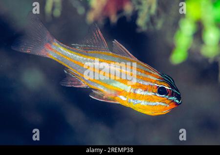 Yellowstriped Cardinalfish, Ostorhinchus cyanosoma, Tasi Tolu dive site ...