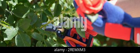trimming the rose bushes with secateurs in early spring Stock Photo - Alamy