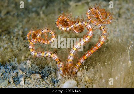 Burrowing Brittle Star, Amphiura sp, buried in sand, night dive, Dili ...