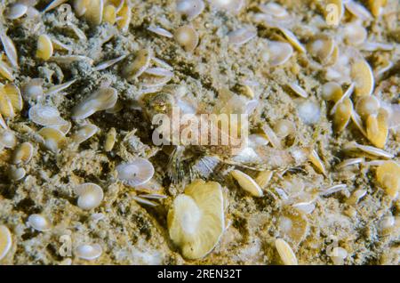 Bartels' Dragonet, Synchiropus bartelsi, with small Foraminifera shells ...