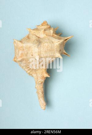 Bolinus brandaris, Muricidae Stock Photo - Alamy