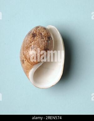 Bulla ampulla, Bullidae Stock Photo - Alamy