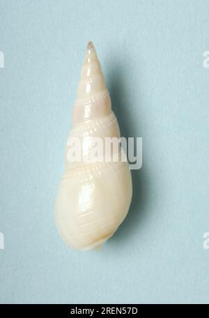 Bullia vittata, Nassariidae Stock Photo - Alamy