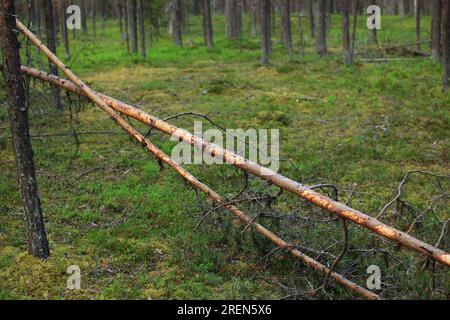 Damage on a fallen pine caused by moose Stock Photo - Alamy