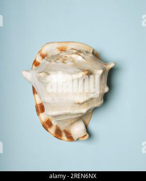 Cassis cornuta, Cassidae Stock Photo - Alamy